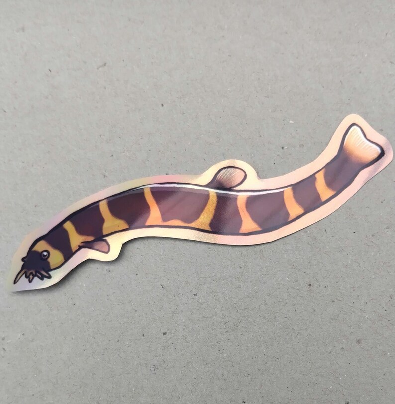 Kuhli Loach Sticker (life Sized), Matte or Holographic, Water Resistant ...
