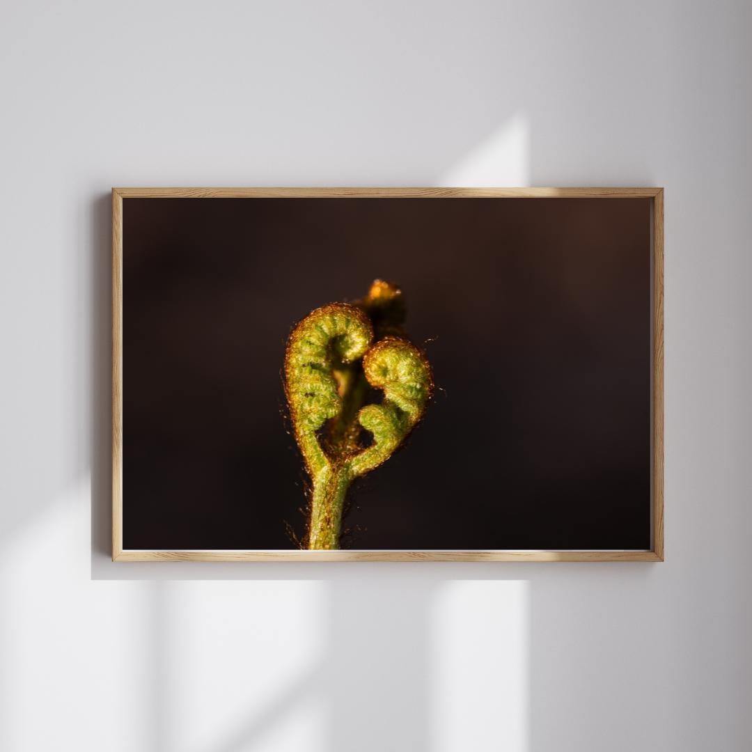 Printable Fern Wall Art Digital Download, Botanical Nature Photography ...