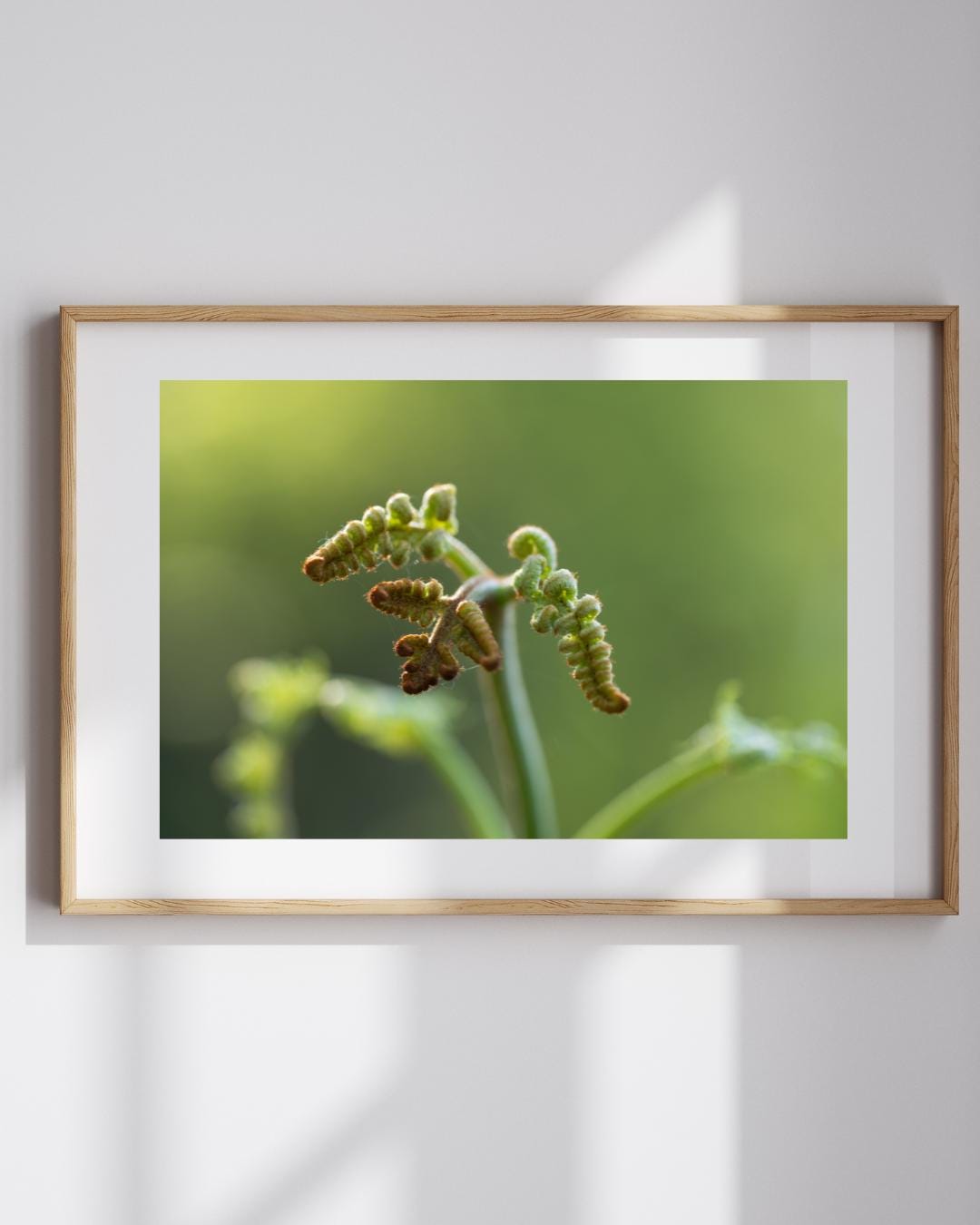 Printable Fern Wall Art Digital Download, Botanical Nature Photography ...