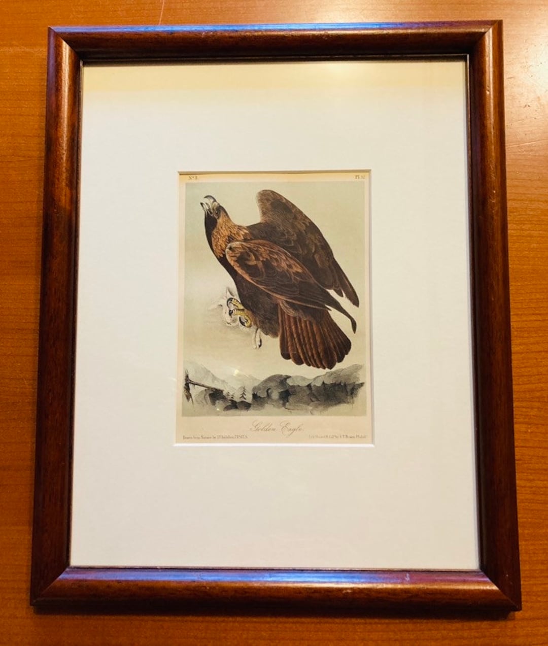 Original 1856 Audubon Hand-colored Lithograph Golden Eagle 2nd Ed ...