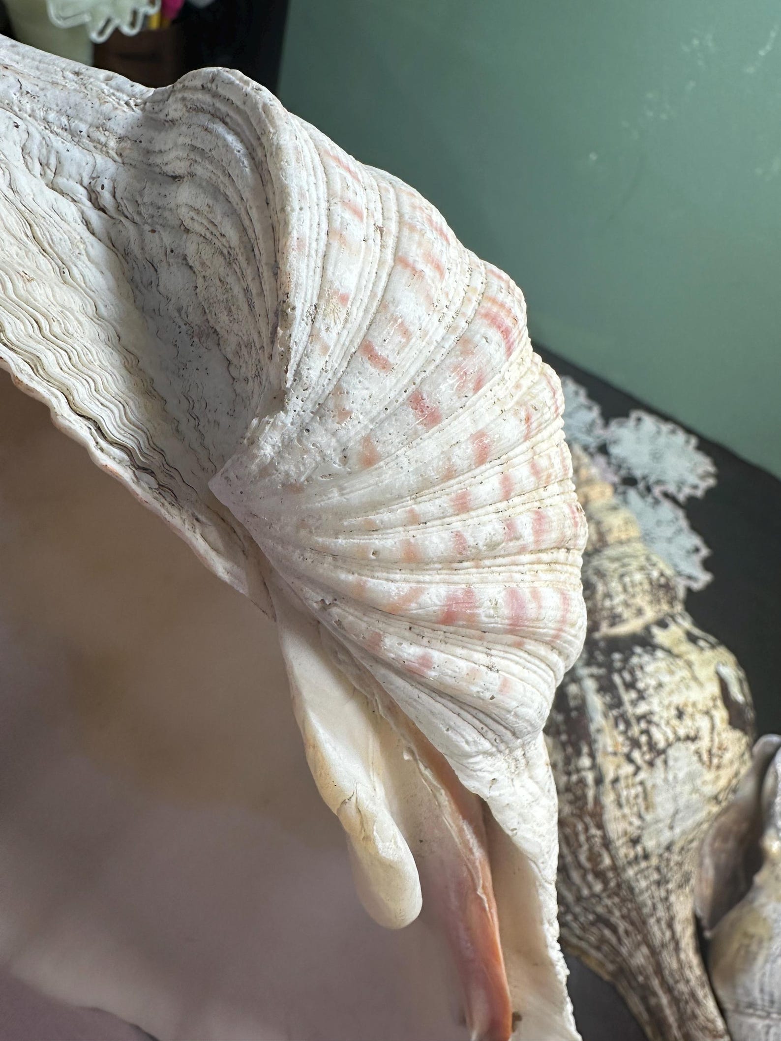 Antique CLAM Shell Tridacna Gigas Seashell Sea Shell Shore Sand Beach ...