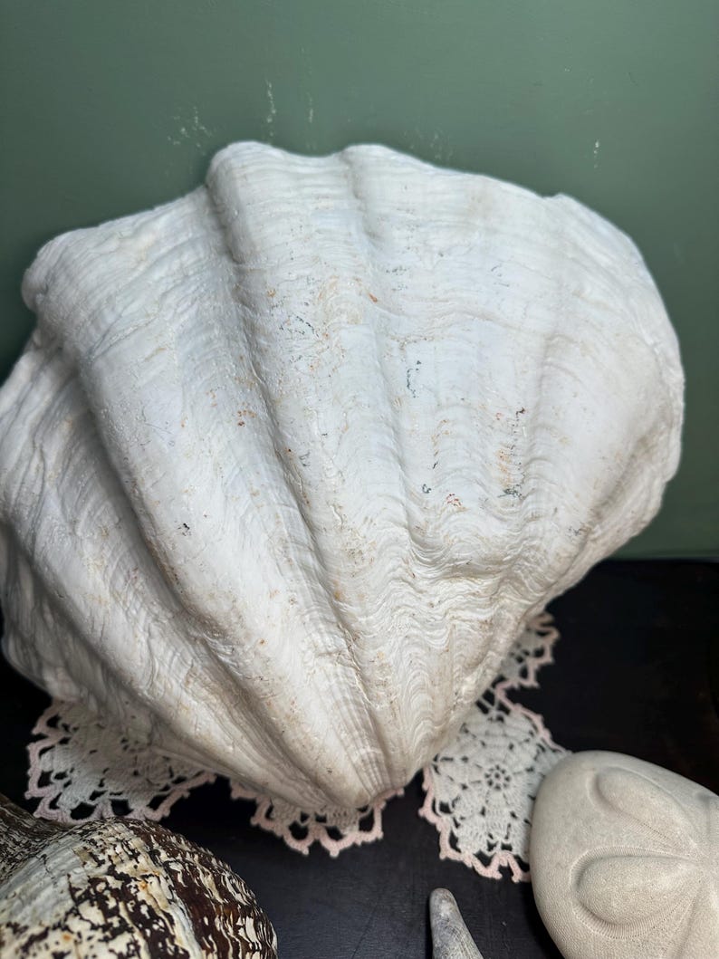 Antique CLAM Shell Tridacna Gigas Seashell Sea Shell Shore Sand Beach ...