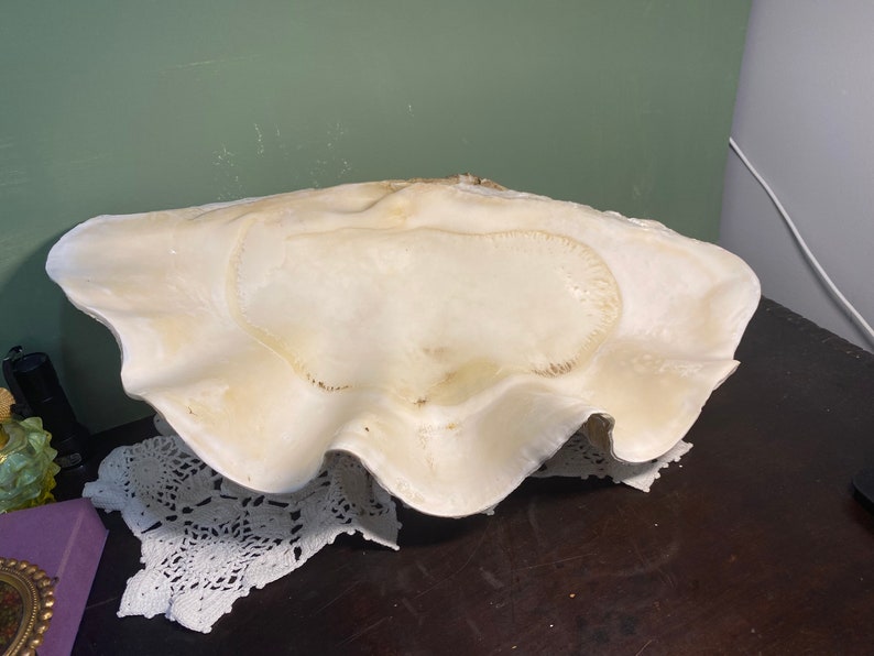 Antique GIANT CLAM Shell Tridacna Gigas Seashell Sea Shell - Etsy