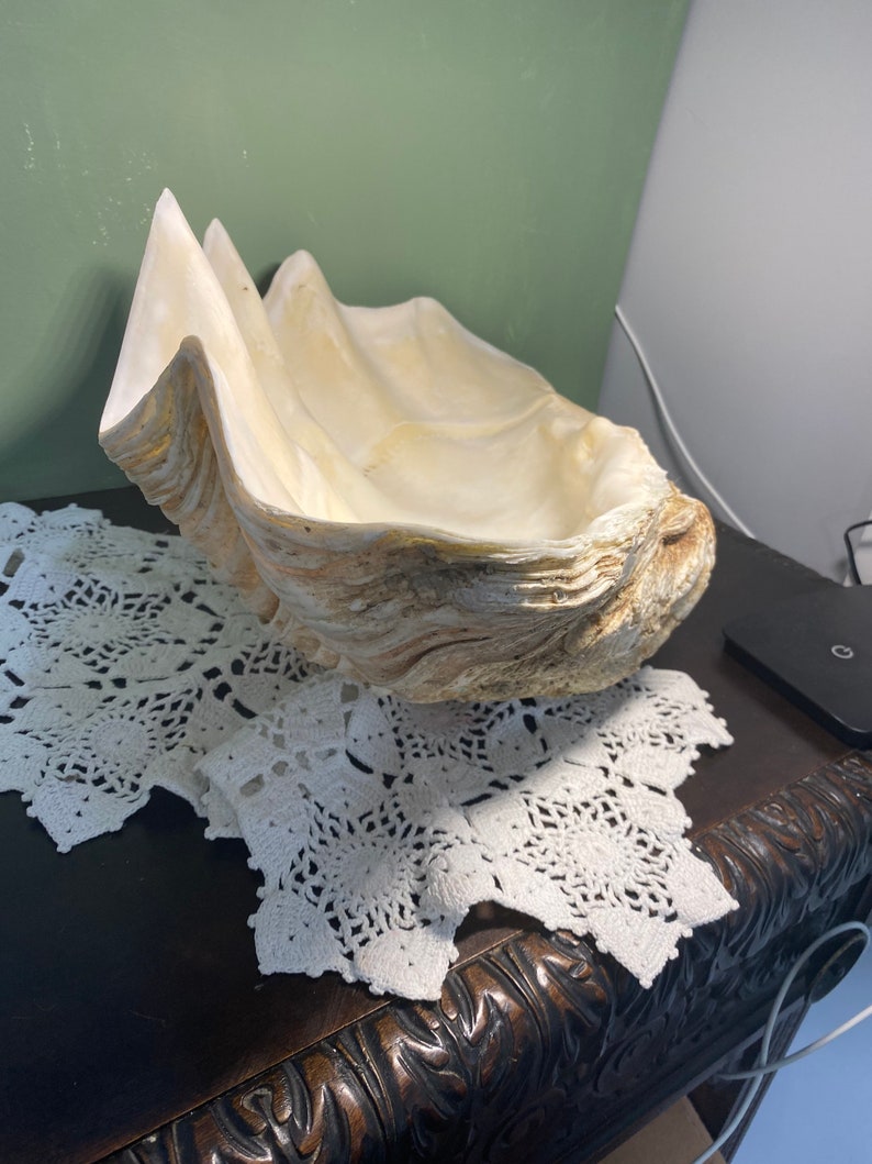 Antique GIANT CLAM Shell Tridacna Gigas Seashell Sea Shell - Etsy