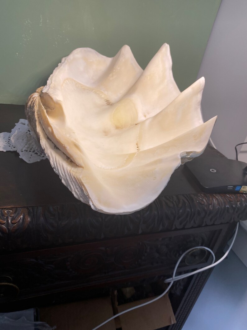 Antique GIANT CLAM Shell Tridacna Gigas Seashell Sea Shell - Etsy
