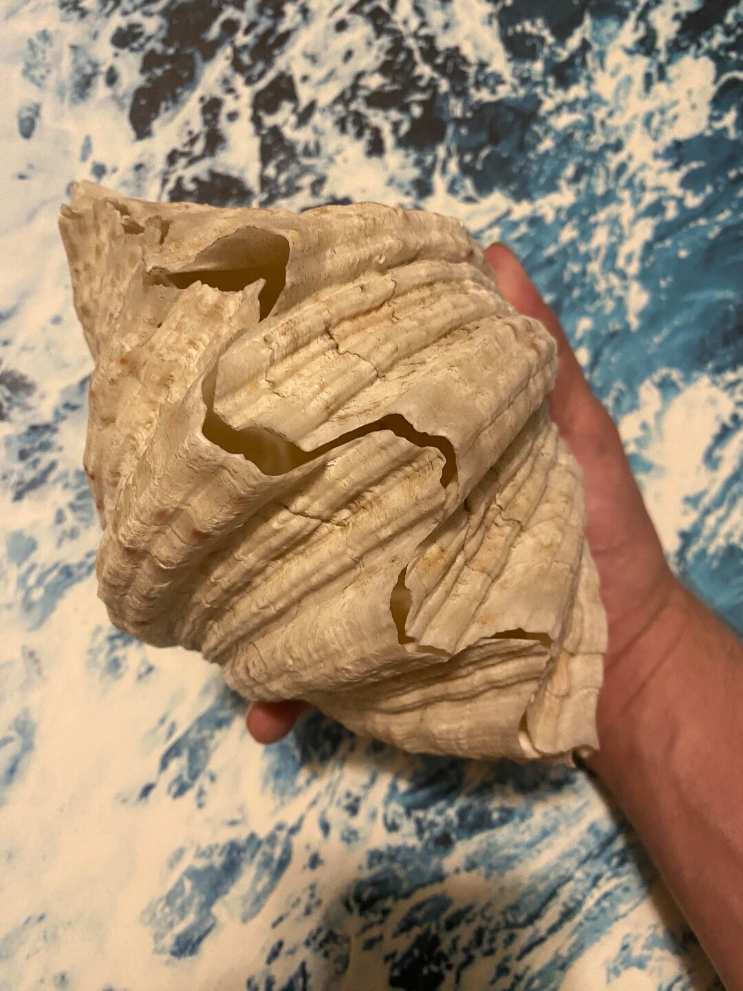 Antique 9" CLAM Complete Top and Bottom Shell Tridacna Gigas Seashell ...