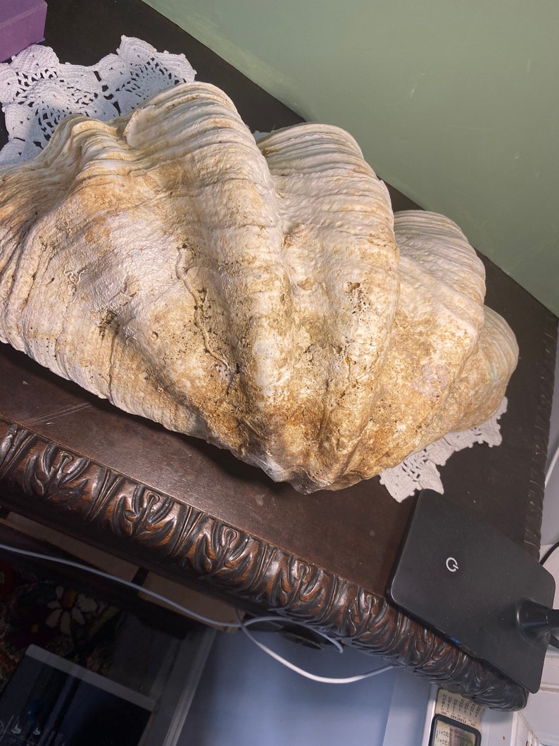 Antique GIANT CLAM Shell Tridacna Gigas Seashell Sea Shell - Etsy