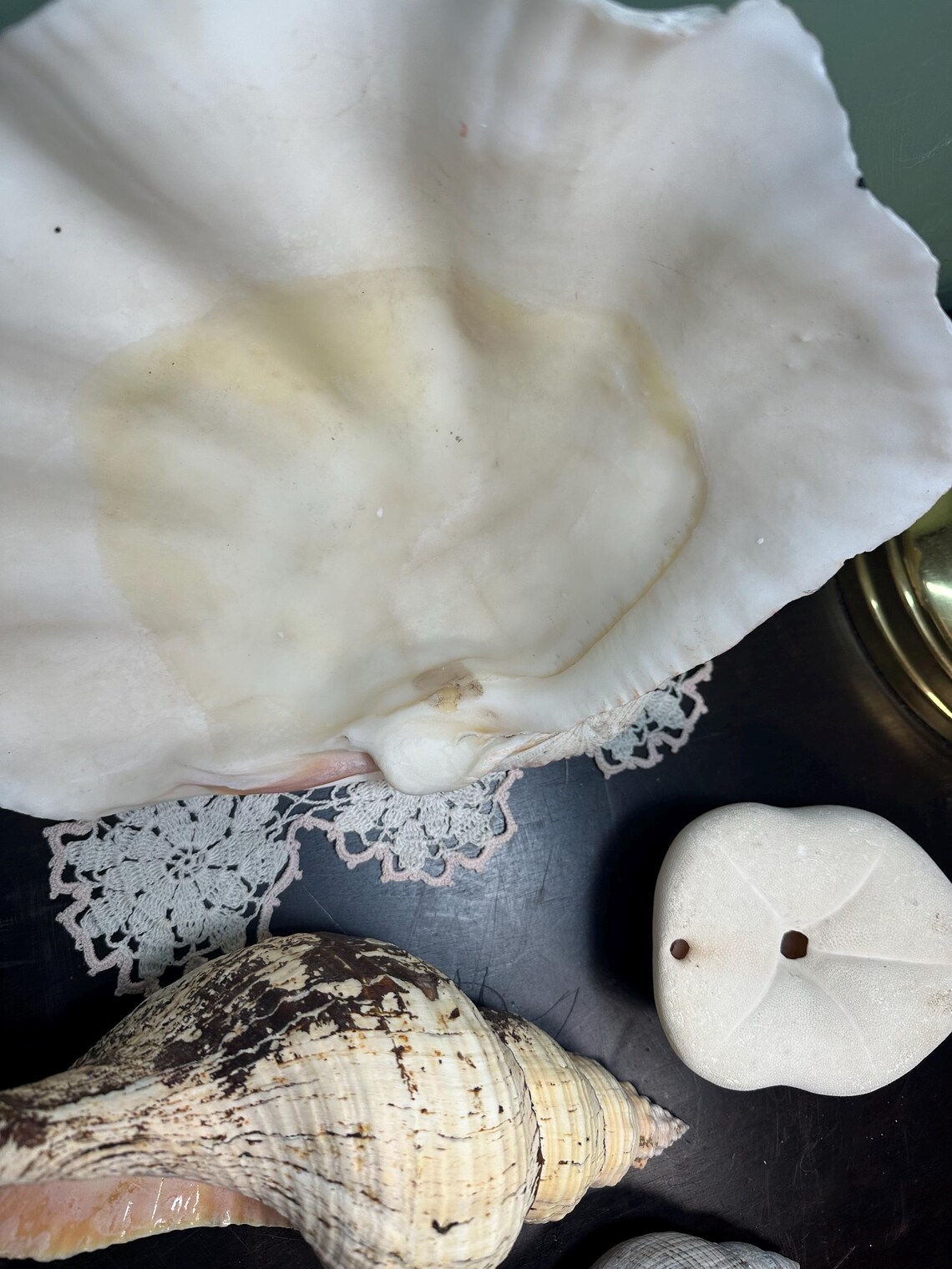 Antique CLAM Shell Tridacna Gigas Seashell Sea Shell Shore Sand Beach ...