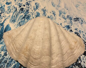 Antique GIANT CLAM Shell Tridacna Gigas Seashell Sea Shell Shore Sand ...
