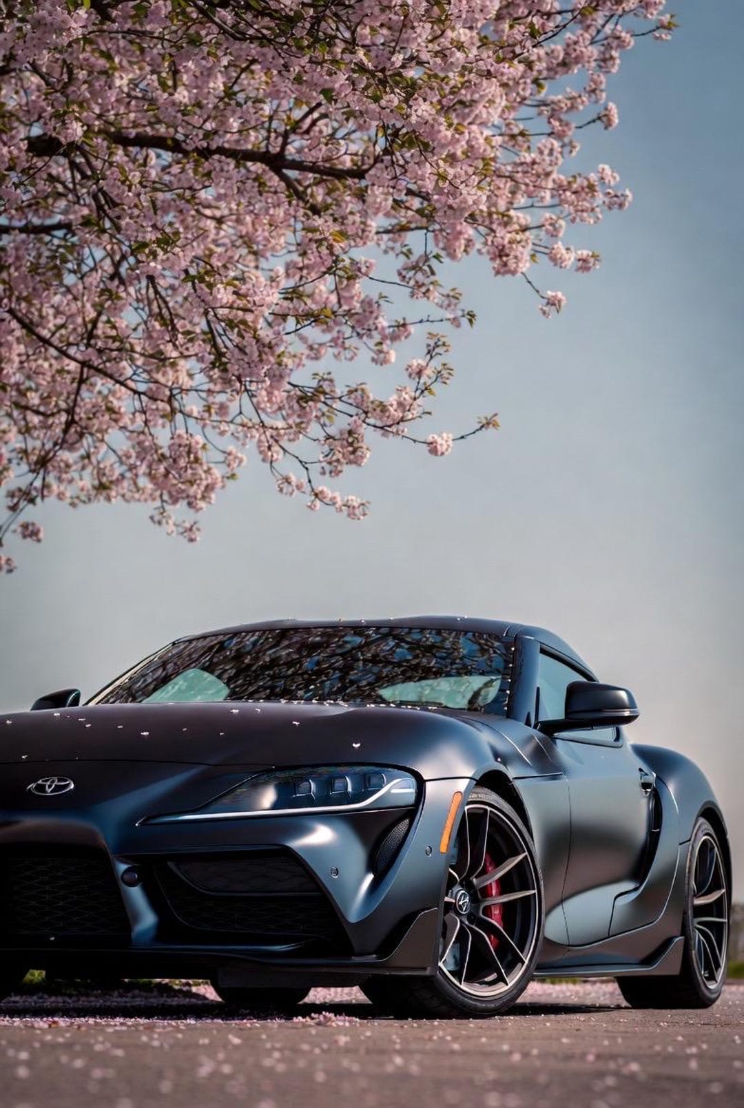 Toyota Supra Underneath a Cherry Blossom Tree - Etsy
