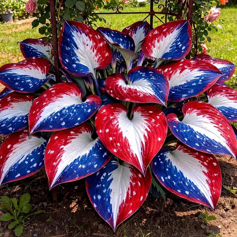Red White Blue Hosta Bulb - Etsy
