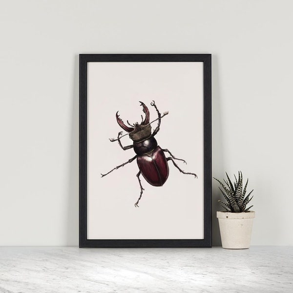Beetle Illustration - Etsy