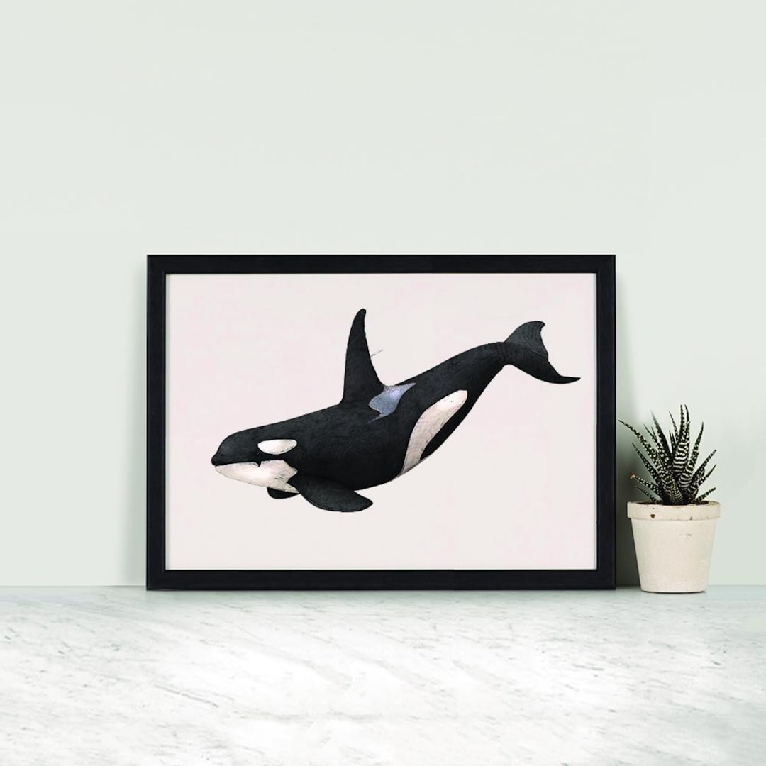 Orca Art Print | Killer Whale Illustration | Original Artwork | Sealife ...