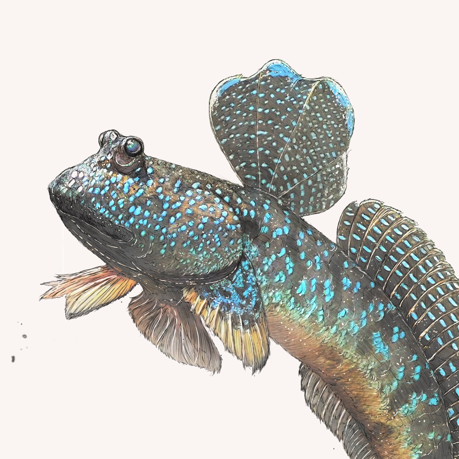 Blue Spotted Mudskipper