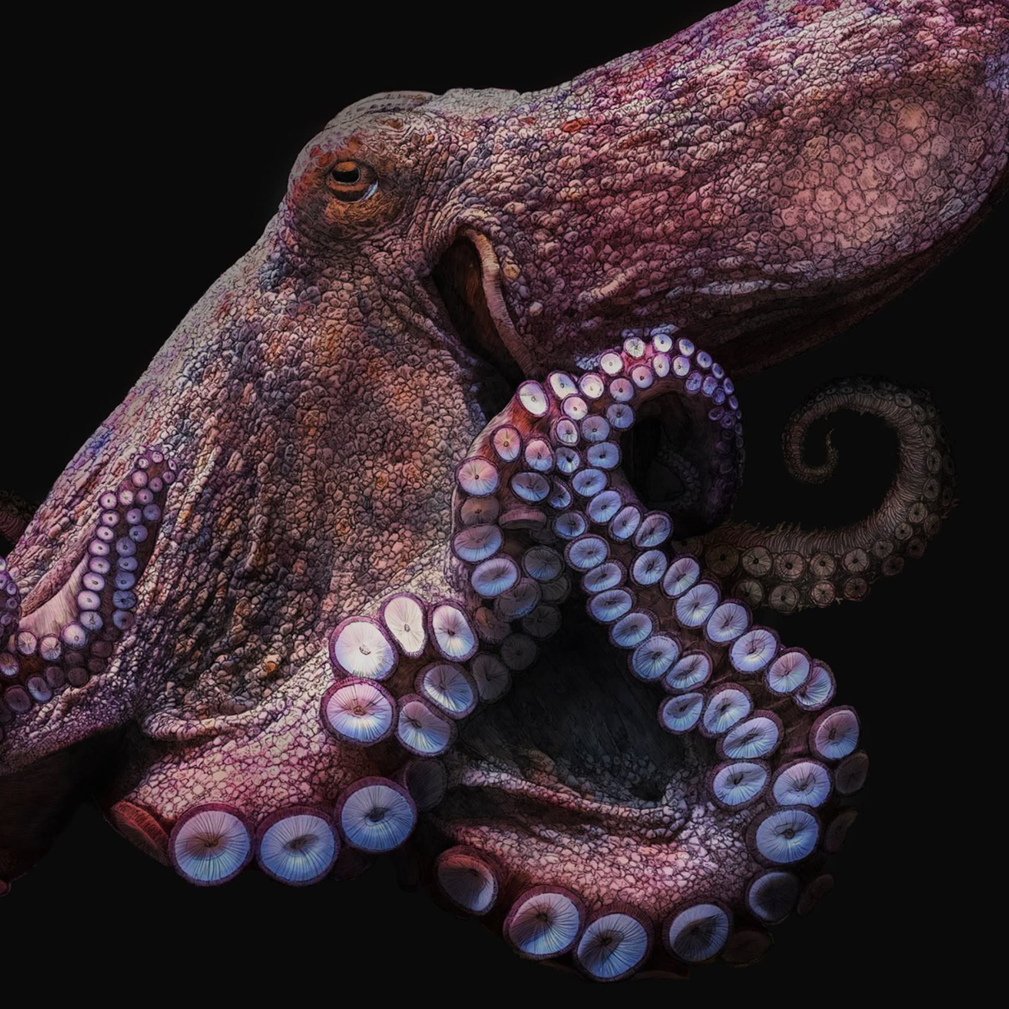 Octopus Black Edition Sea Life Marine Illustration Signed Giclée Print ...