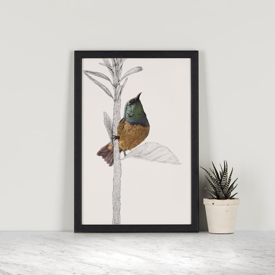 Collared Sunbird Bird Illustration Signed Giclée Print British Wildlife ...