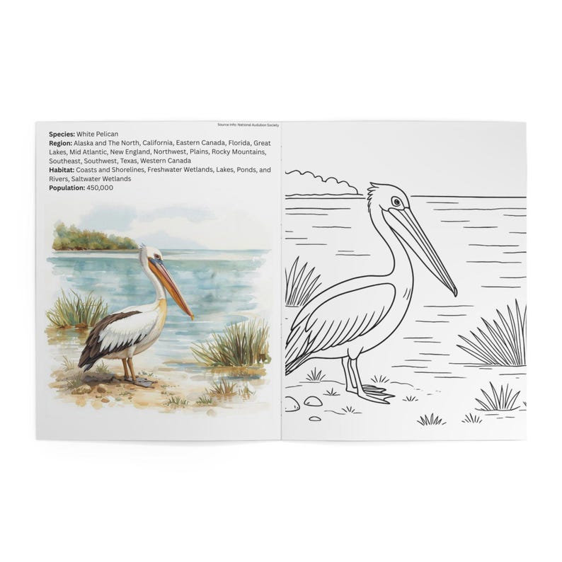 Birds & Nature Coloring Book | Kids Coloring Activity - Etsy