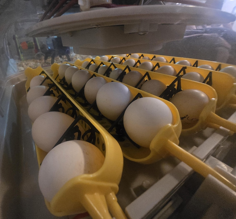 SA Egg Divider Inserts & Included Rocker Supports for Maticoopx ...