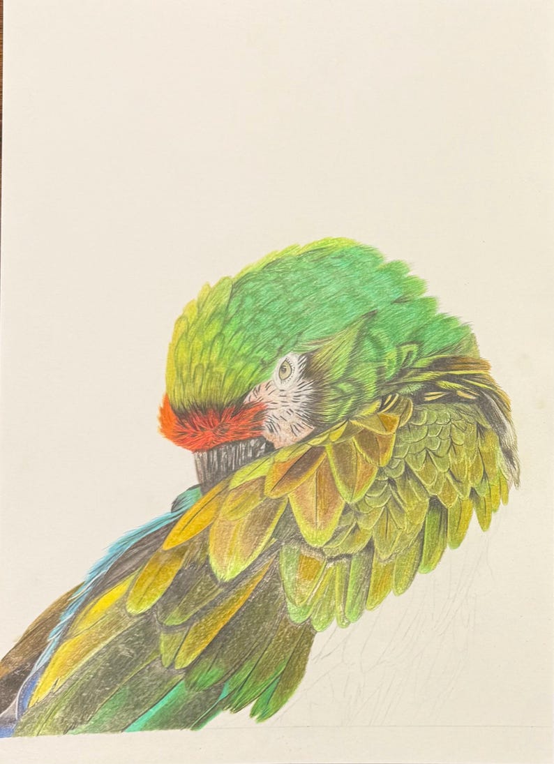 Original A3 Parrot Drawing – Hand-drawn Unique Piece – Colored Pencil ...
