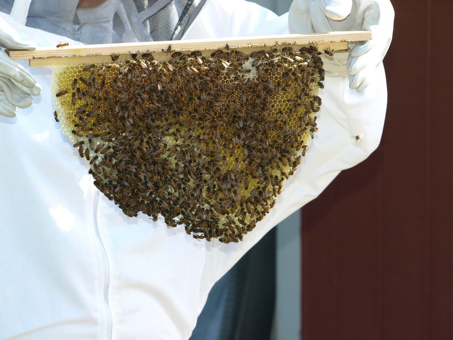 Bee Hive, Top Bar With 20 Top Bars Backyard Bee Keeping Hive - Etsy