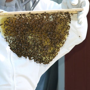 Bee Hive, Top Bar With 30 Top Bars Backyard Bee Keeping Hive - Etsy