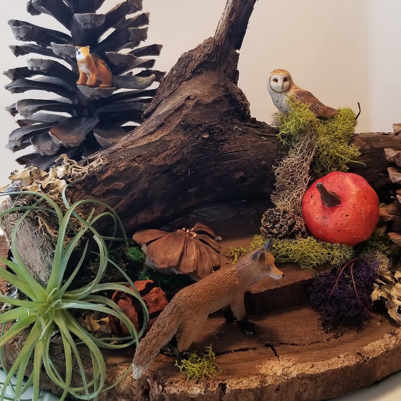 Nature Diorama - Etsy