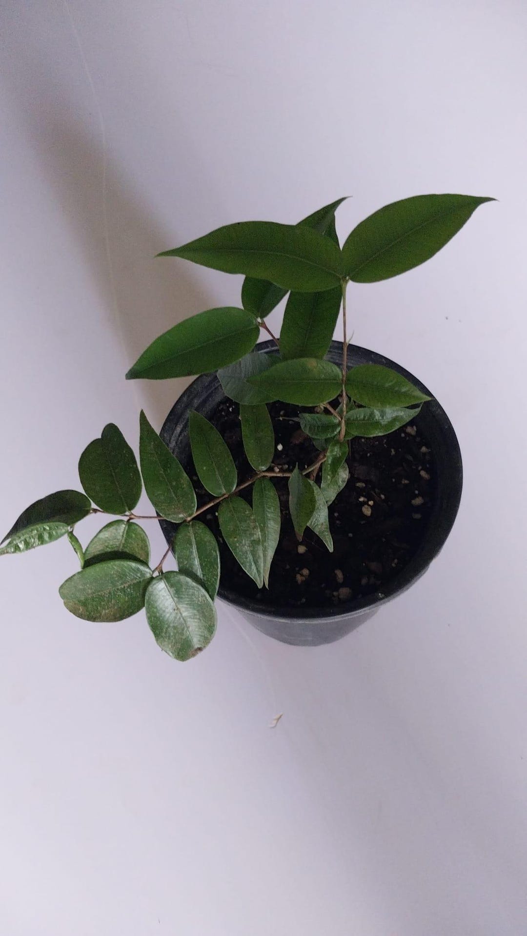 Jaboticaba Azul Seedling Plant: Blue Grape Tree, 8-16 Inch Height - Etsy