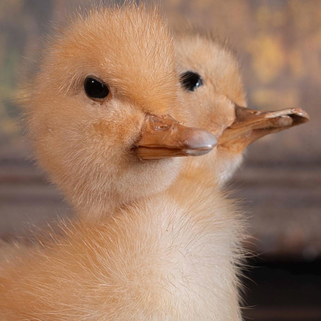 Two Headed Duckling #1 - Yellow With Brown Accents Real Duckling Gaff ...