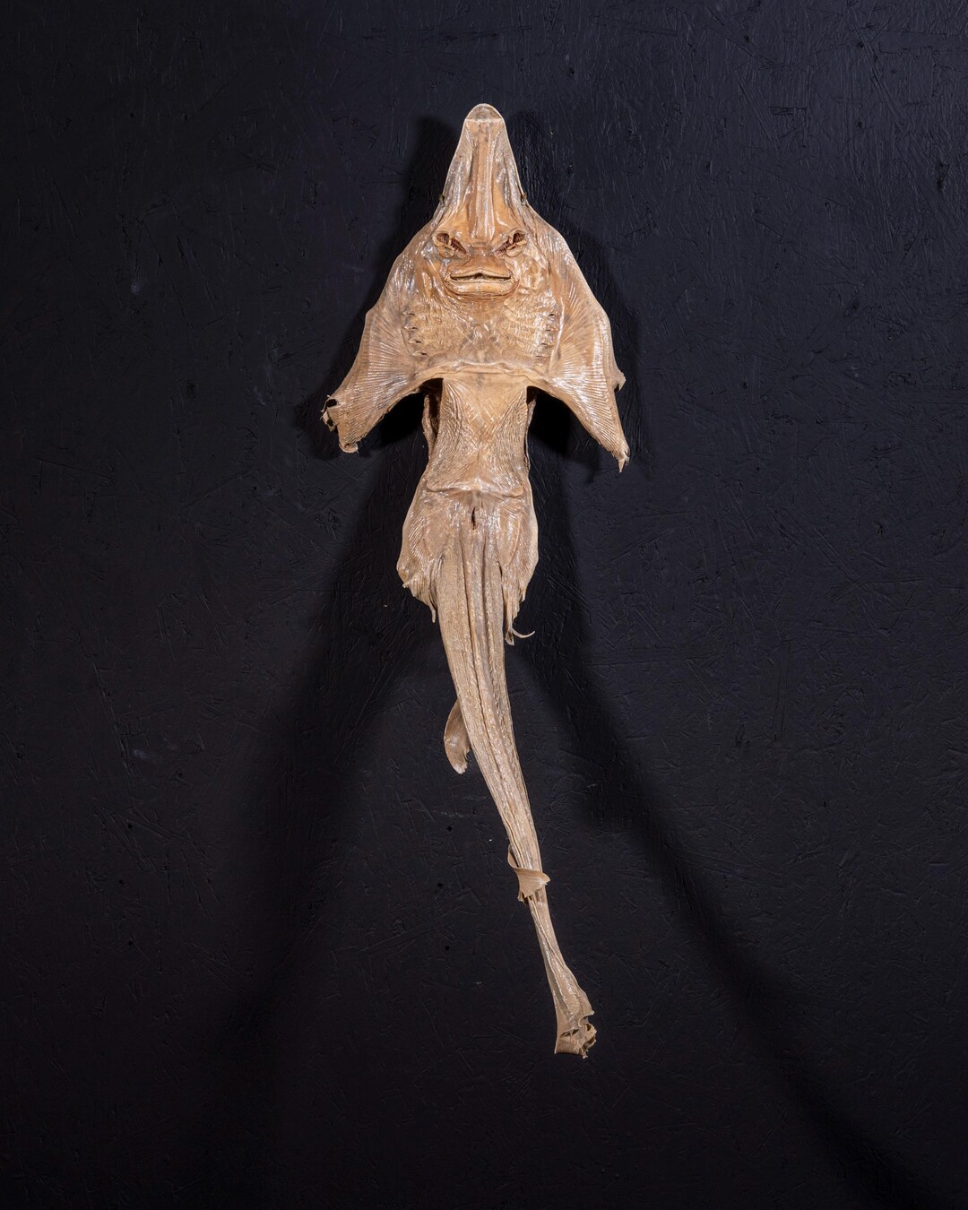 Jenny Haniver - Genuine Mummified Skate Fish - Etsy