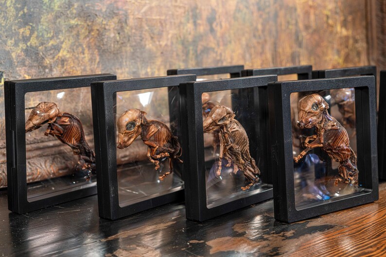 Real Mummified Pig Fetus in Frame FREE SHIPPING - Etsy