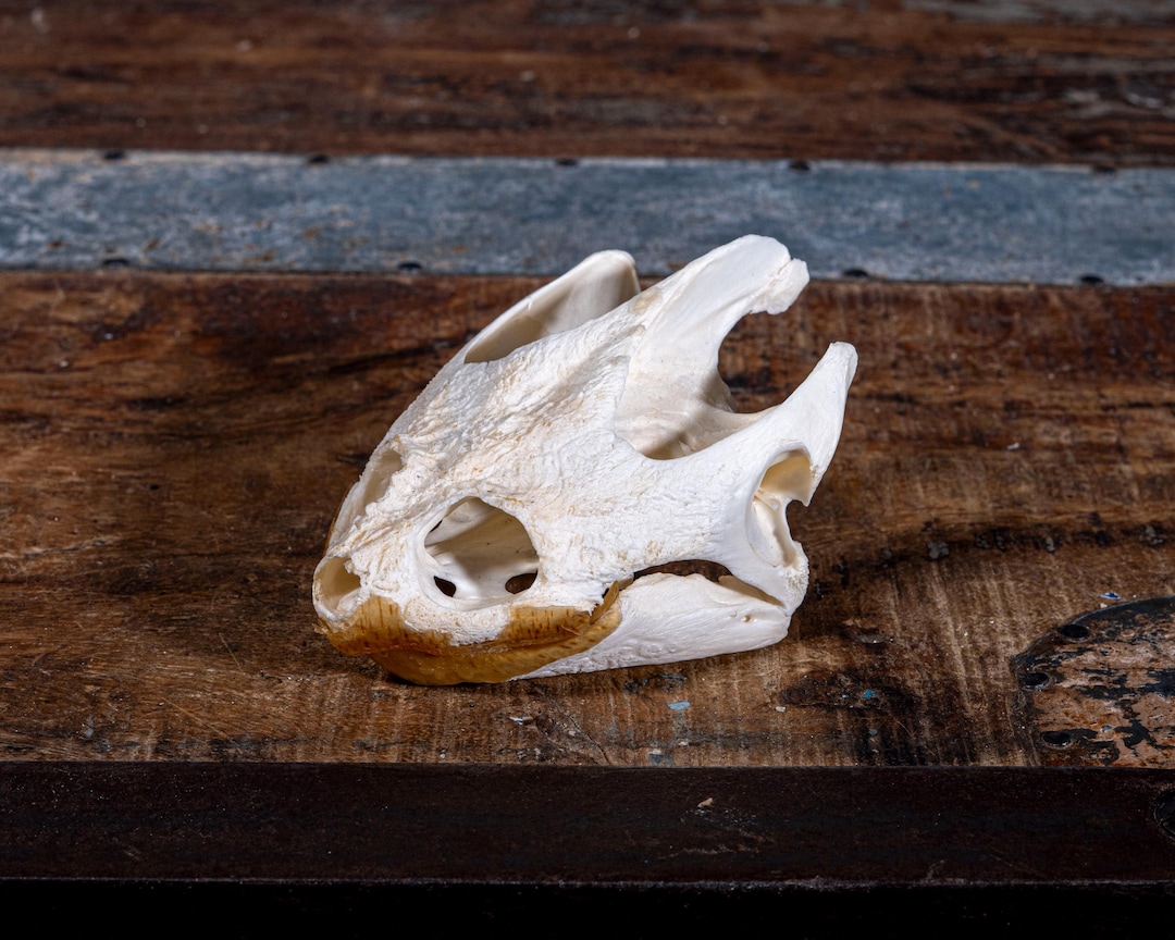 Real Snapping Turtle Skull - Etsy