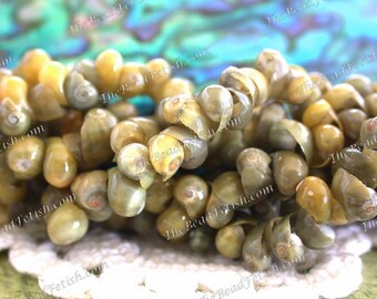 Green Sea Shells - Etsy