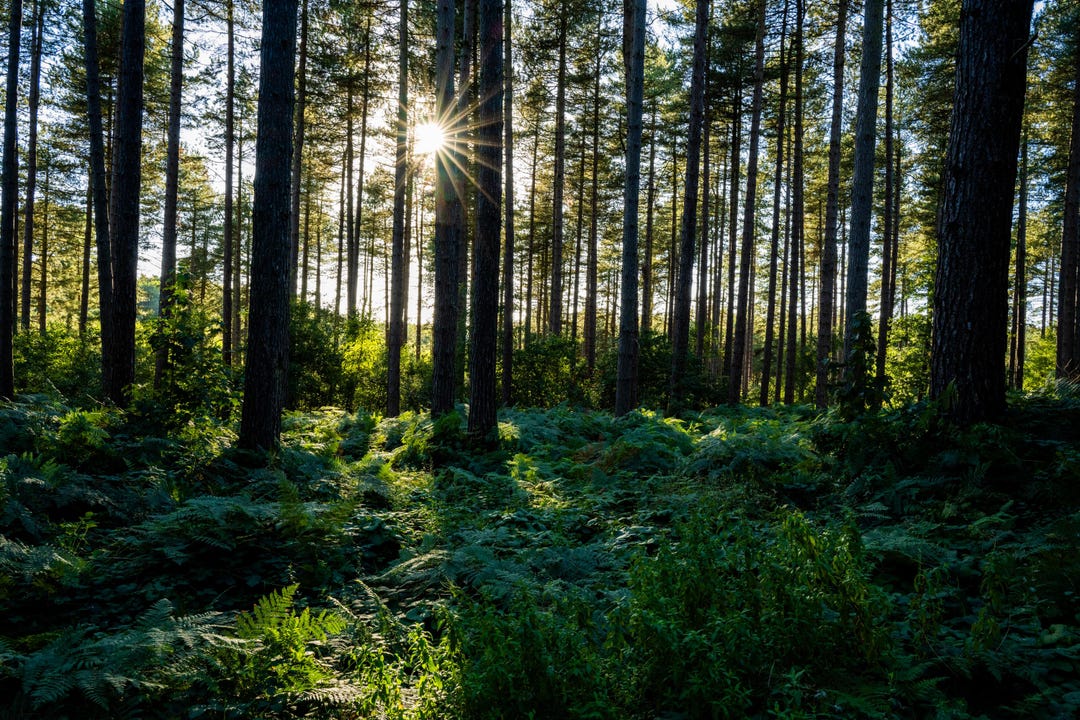 Setting Sun Reflects on Blidworth Woods, Nottinghamshire - Etsy