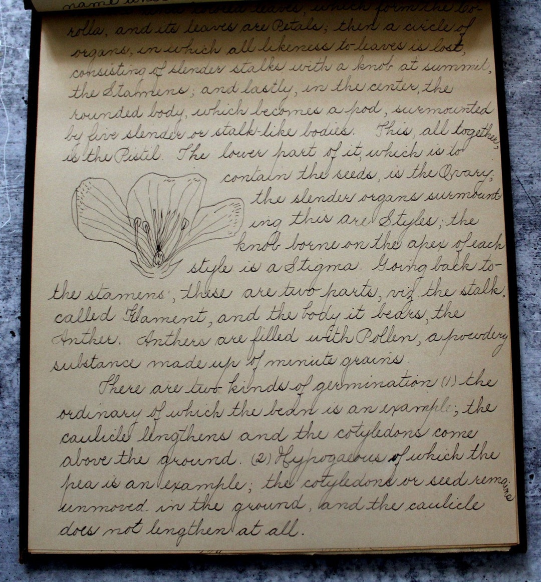 Antique Hand Written Botany Notebook Dated 1901 With Beautiful Cursive ...