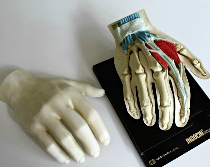 Vintage Medical Human Hand Anatomy Model Merck, Sharp and Dohme 1974 ...
