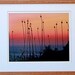 Pacific Sunset Photograph Coastal Plants and Evening Sky - Etsy