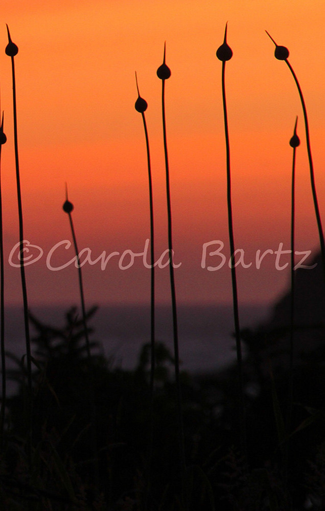 Pacific Sunset Photograph Coastal Plants and Evening Sky | Etsy