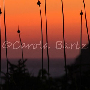 Pacific Sunset Photograph, Coastal Plants and Evening Sky, Nature Fine ...