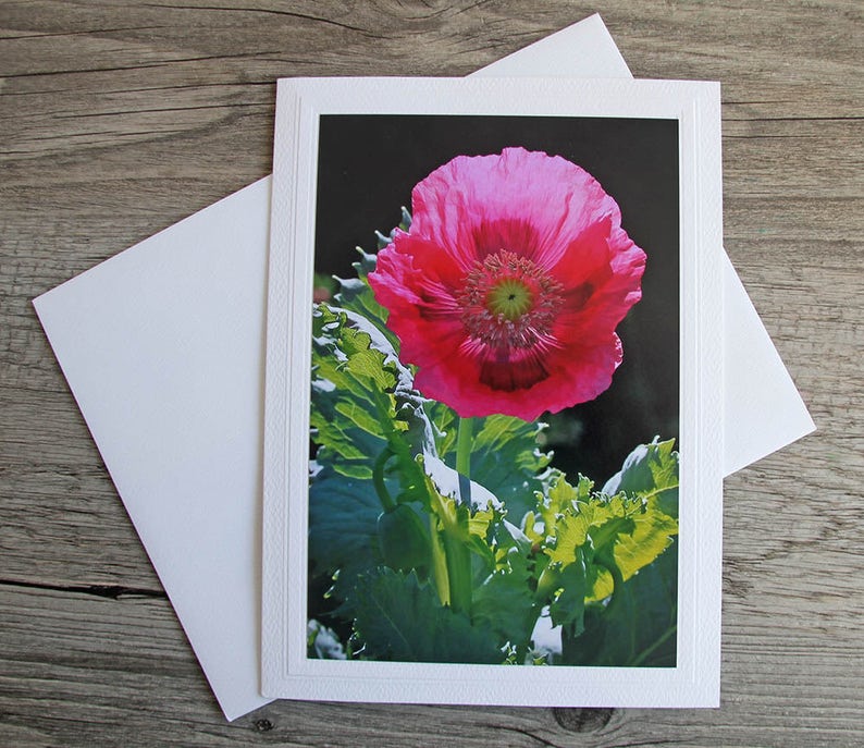 Big Pink Poppy Photo Greeting Card Beauty in the Garden Fine - Etsy