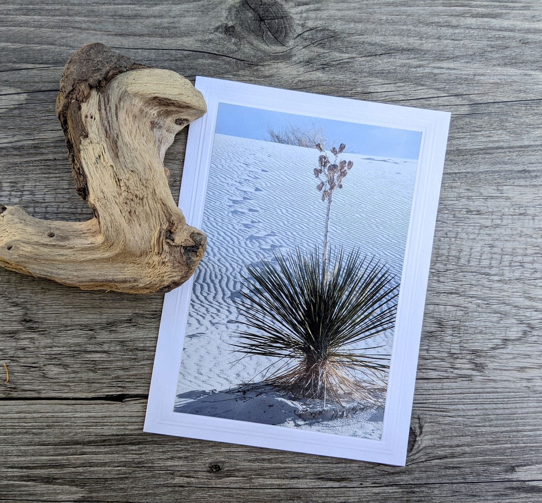 Yucca in White Sands National Park Photo Greeting Card - Soaptree Yucca ...