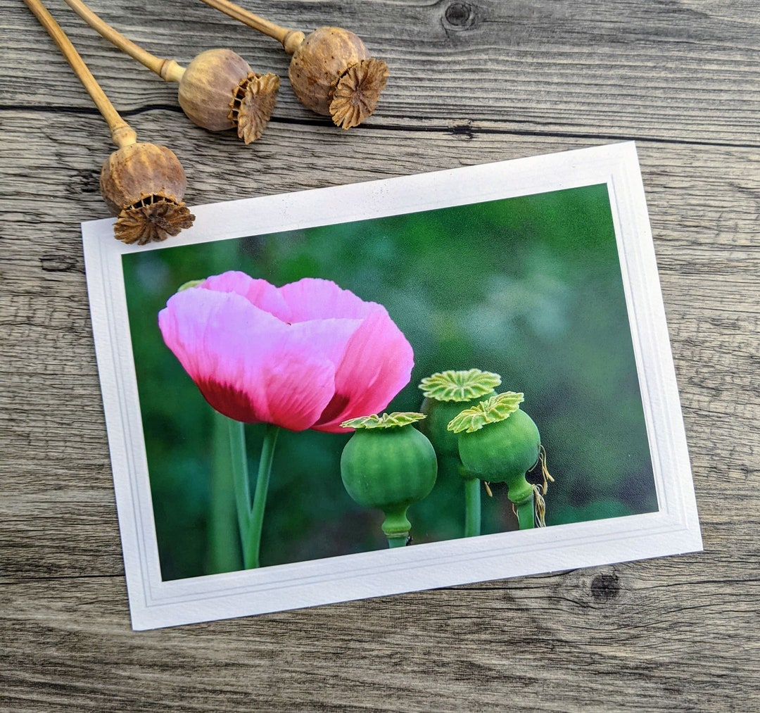 Pink Poppy Photo Greeting Card, Poppy and Seed Pods, Fine Art ...