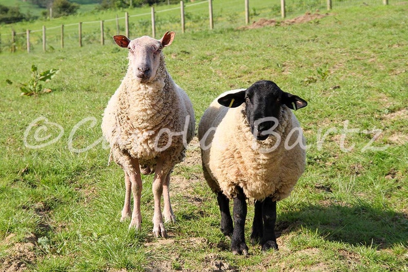 Two Sheep Photo Greeting Card Fine Art Photography Rural - Etsy