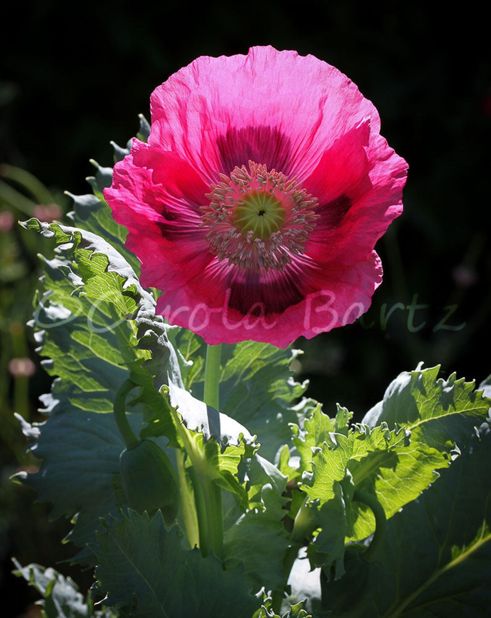 Big Pink Poppy Photo Greeting Card Beauty in the Garden Fine - Etsy