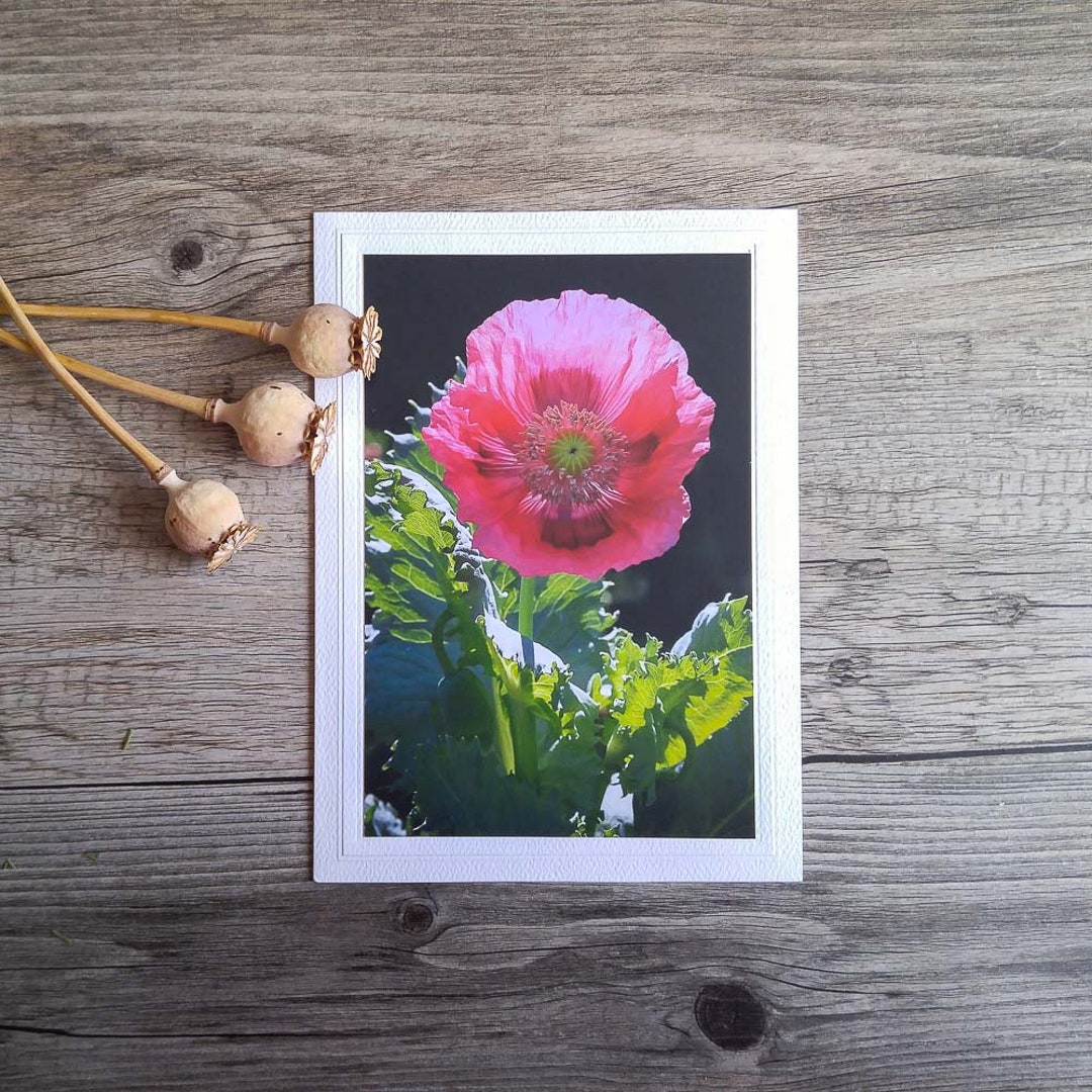 Big Pink Poppy Photo Greeting Card, Beauty in the Garden, Fine Art ...