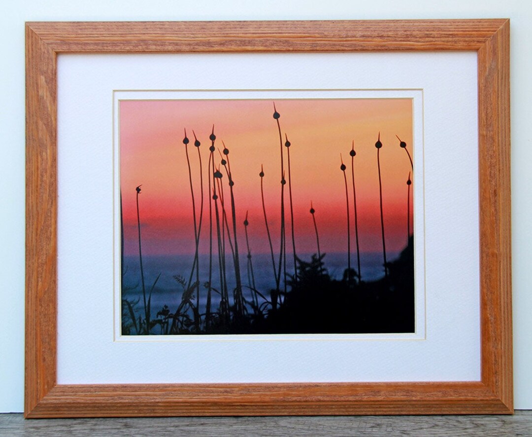 Pacific Sunset Photograph Coastal Plants and Evening Sky - Etsy