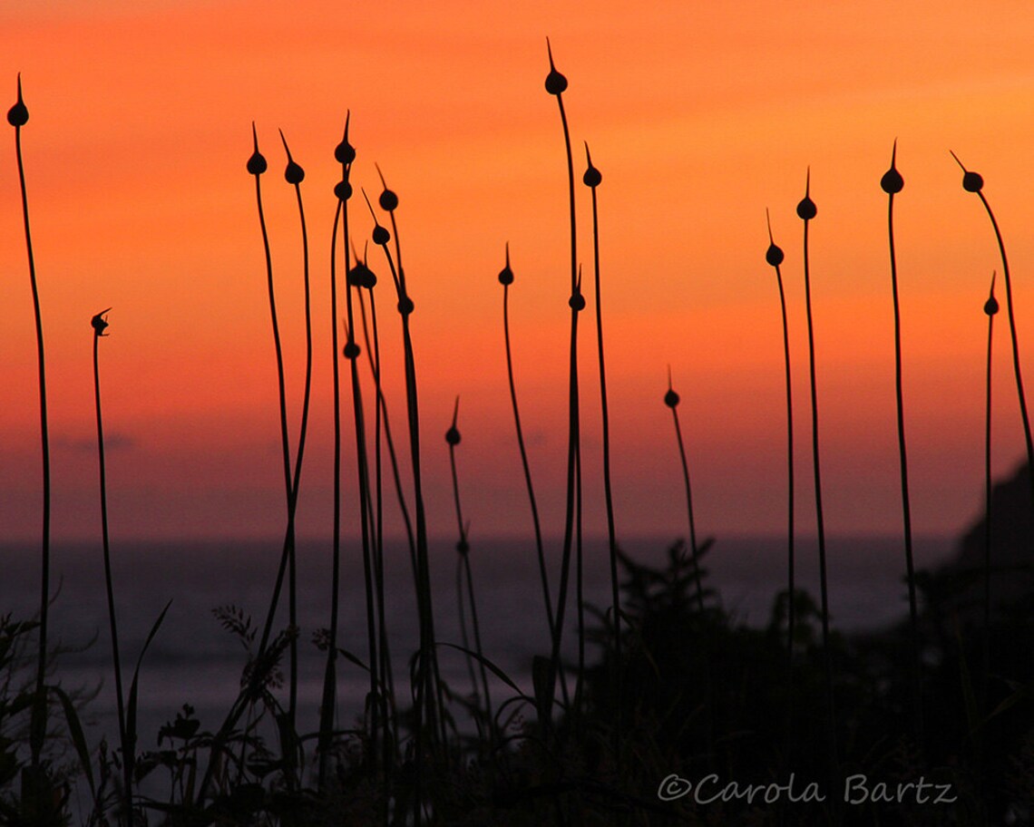 Pacific Sunset Photograph Coastal Plants and Evening Sky - Etsy