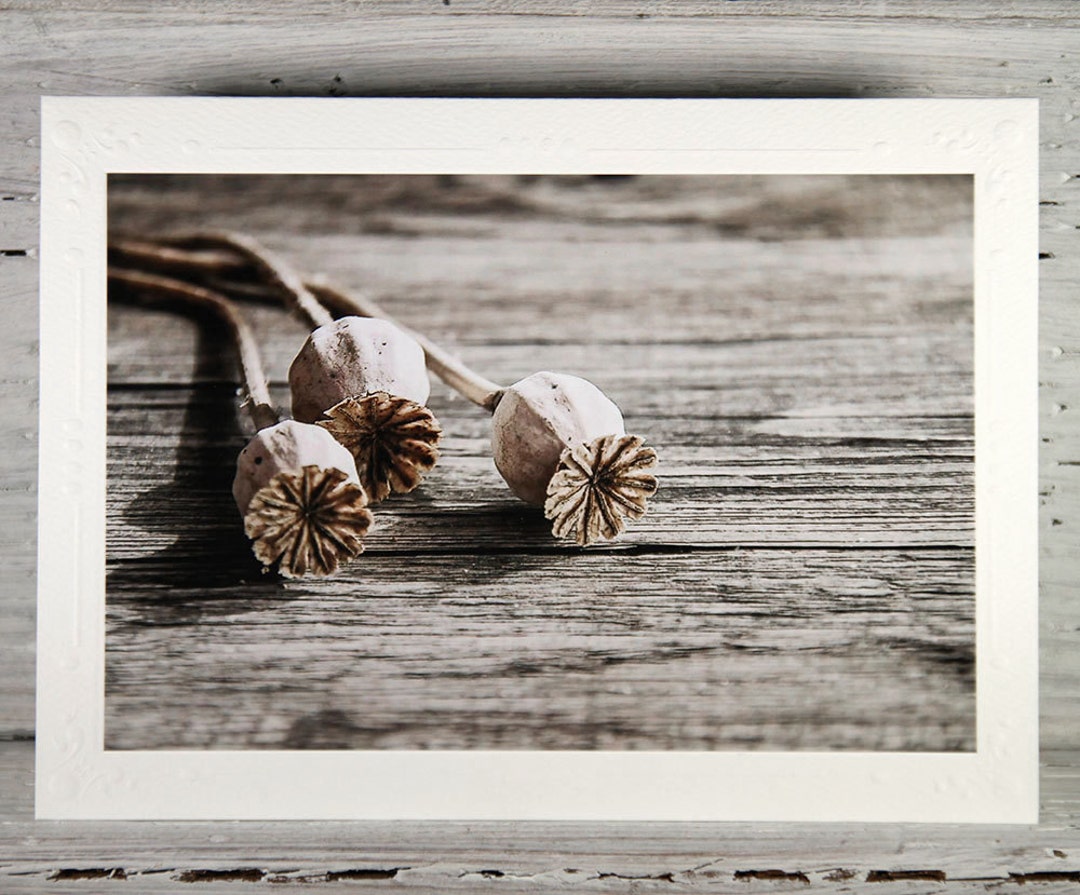 Poppy Seed Pods Photo Greeting Card, Still Life Photography, All ...