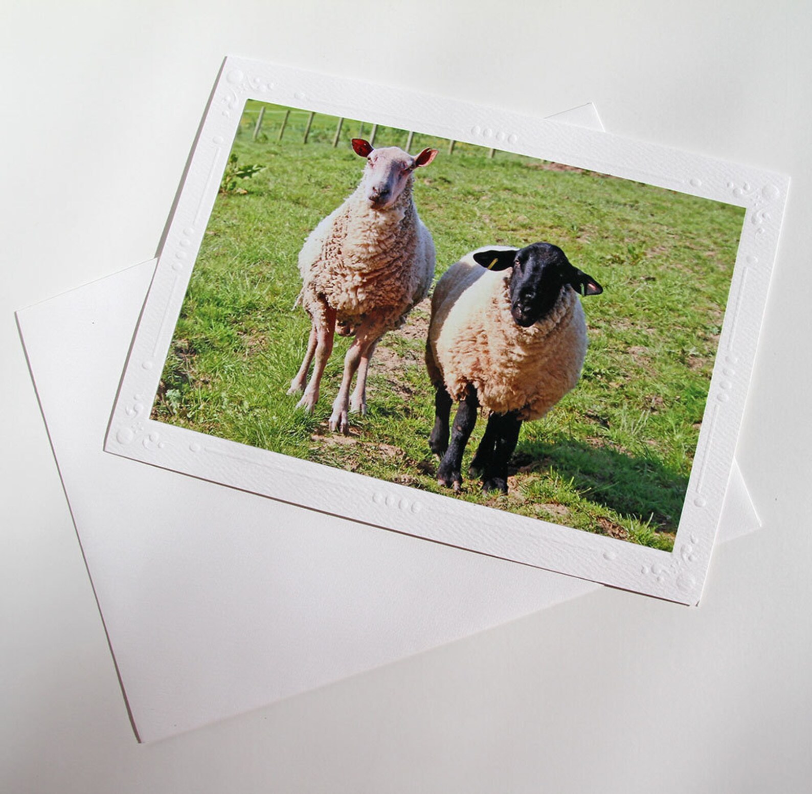 Two Sheep Photo Greeting Card Fine Art Photography Rural - Etsy
