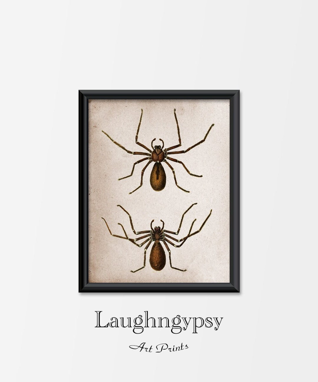 Antique Spider Art Print Illustration Arachnids Entomologist Halloween ...