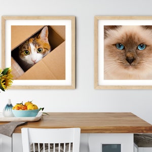 Cat Diamond Painting Kits 12x12 5D Diamond Art Kits for Adults Full ...